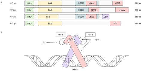 A Domain Structure Of Hif 1α Hif 2α Hif 3α Isoforms And Of Hif 1β Download Scientific