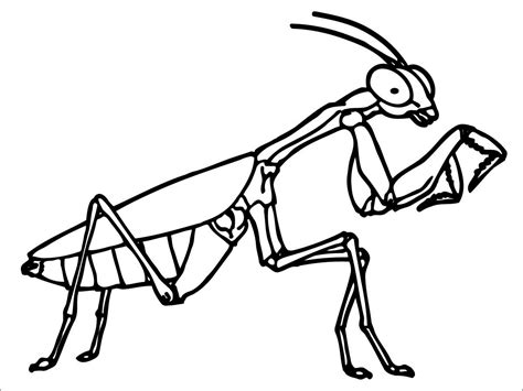 Praying Mantis Coloring Pages Coloringbay