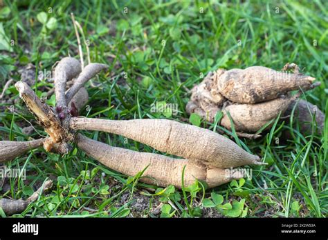 Tuberous Roots Picture