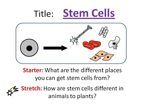 Stem Cells Ocr As A Level Biology Teaching Resources