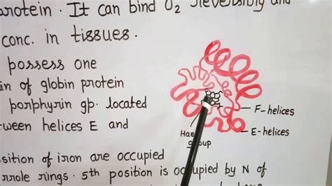 Structure Of Myoglobin Youtube