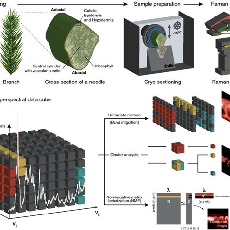 Raman Mapping On The Cross Section Of Coated Wood Surface Bright Field