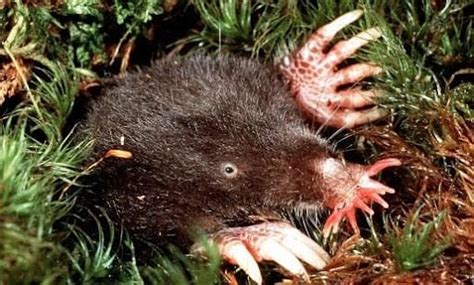 Plants That Moles Eat
