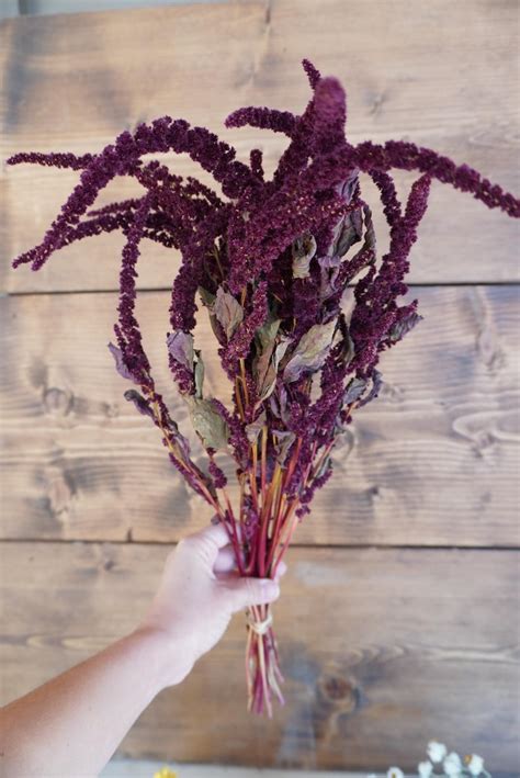 Dried Amaranth Flower Bouquet Etsy