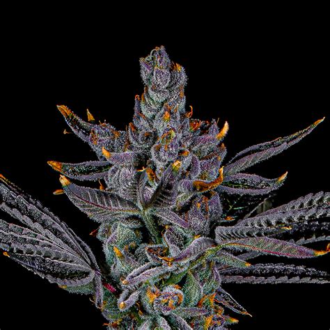 🌱 Sex On The Beach Kushify