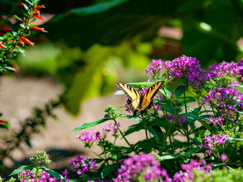 How To Create An Easy Butterfly Garden Lettuce Grow Something