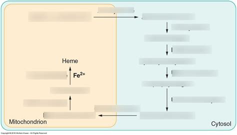 Heme Synthesis Diagram Quizlet
