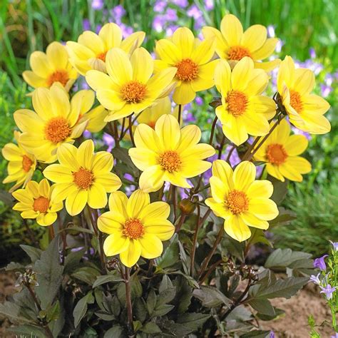 Mici Dar Fascinante Dalii Pitice