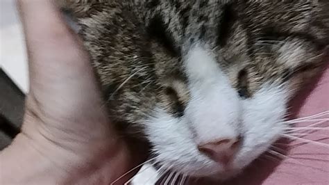 Говорящая Голова С Новостями Youtube