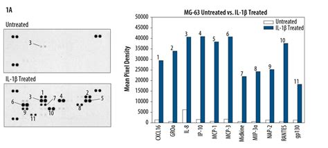 Proteome Profiler Human Chemokine Array Kit Ary017 Randd Systems