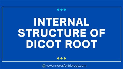 Internal Structure Of Dicot Root Biology Notes Ground Tissue Plasma Membrane