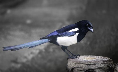 새 까치 조류학 Pixabay의 무료 사진 Pixabay