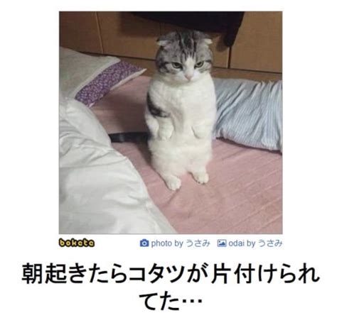 Pecko🐈‍⬛pecko178 Twilog ツイログ