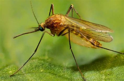 9 Types Of Gnats