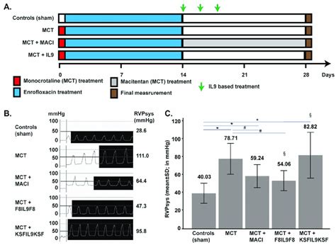 Treatment Of Mct Induced Ph Mice With Il9 Based Fusion Protein And Maci