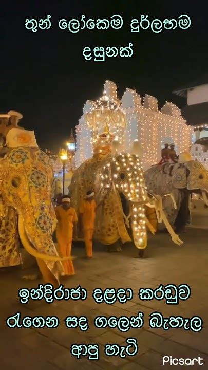 දුර්ලභ දසුනක් කොහොමද මේ හස්ථි රාජයා දළදා කරඩුව රැගෙන ආපු හැටි Youtube