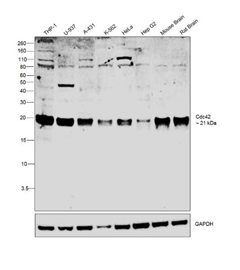 Cdc42 Antibody Pa5 20764
