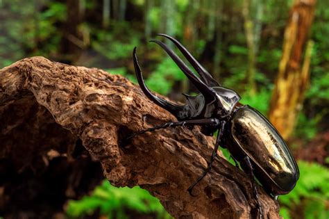 アトラスオオカブト 虫の写真と生態なら昆虫写真図鑑ムシミル