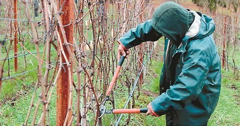 Основни правила за резитба на лоза Български Фермер