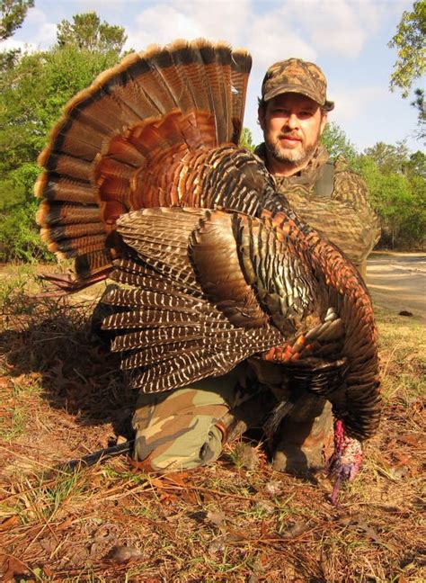 Trophy Hunting Florida Turkey Hunting Report 1 2012