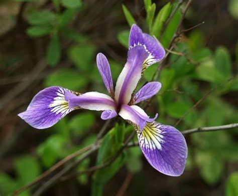 Iris Setosa Alchetron The Free Social Encyclopedia