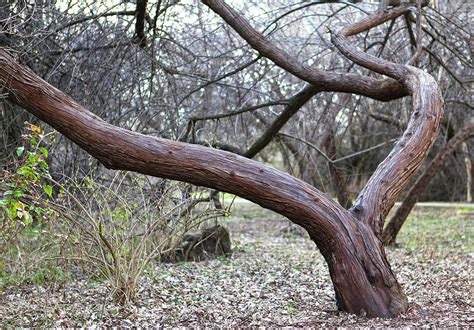 Twisted Tree Trunk Photograph By Paul Budge Fine Art America