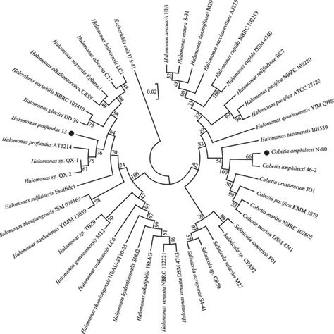 Phylogenetic Tree Produced By The Comparison Of The S RRNA Sequences Download Scientific