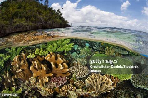 Raja Ampat Island Photos And Premium High Res Pictures Getty Images