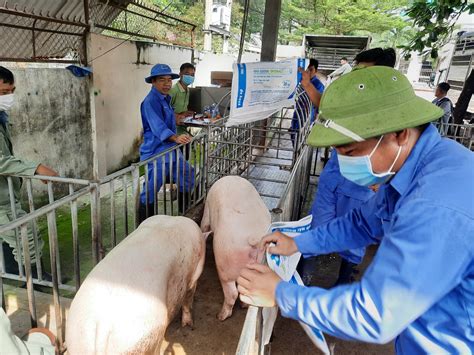 Cập Nhật Hơn 70 Về Mô Hình Nuôi Heo Nái Sinh Sản Vn