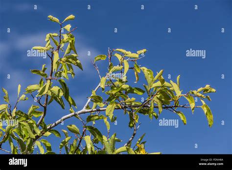 Hackberry Tree Hi Res Stock Photography And Images Alamy