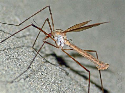 Photo 93358 Tipula Sp