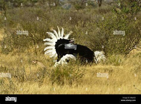 Somali Ostriches Mating Samburu Kenya Stock Photo Alamy
