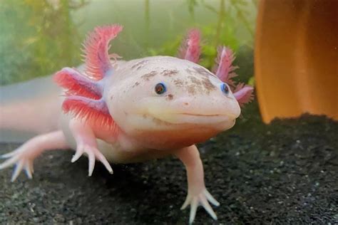 Axolotl Lifespan How Long Do Axolotls Live On Average