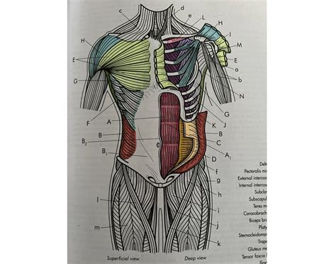 Anterior Muscles Of The Thorax And Abdomen Quiz