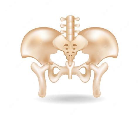 Premium Vector Flat 3d Isometric Concept Illustration Of Pelvic Bone Anatomy Cut