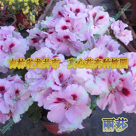 真心花卉盆栽四季花卉洋蝴蝶胡蝶梅大花天竺葵苗丽莎营养钵苗 虎窝淘