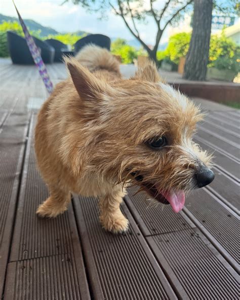 어파인하우스 어파인하우스 어제 찾아와주신 손님이랑 동행한 두마리의 반려견 두마리 너무 사랑스럽고 귀여웠습니다 😊 저희 어파인하우스는 소형견 동반카페입니다만 이렇게