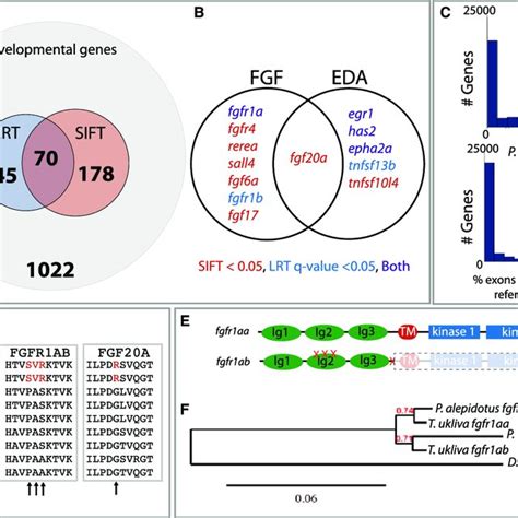 Selection On An Fgf Ligand Receptor Pair Within Phoxinellus Underlying
