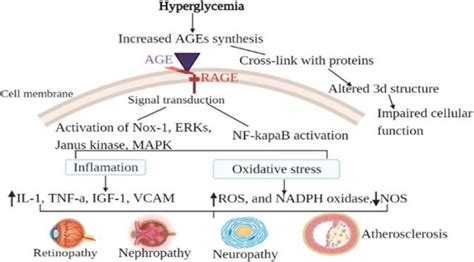 The Broad Function Of The Ages In Persistent Hyperglycemia Problems Download Scientific Diagram