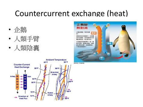 PPT Countercurrent Exchange And Gas Exchange PowerPoint Presentation ID