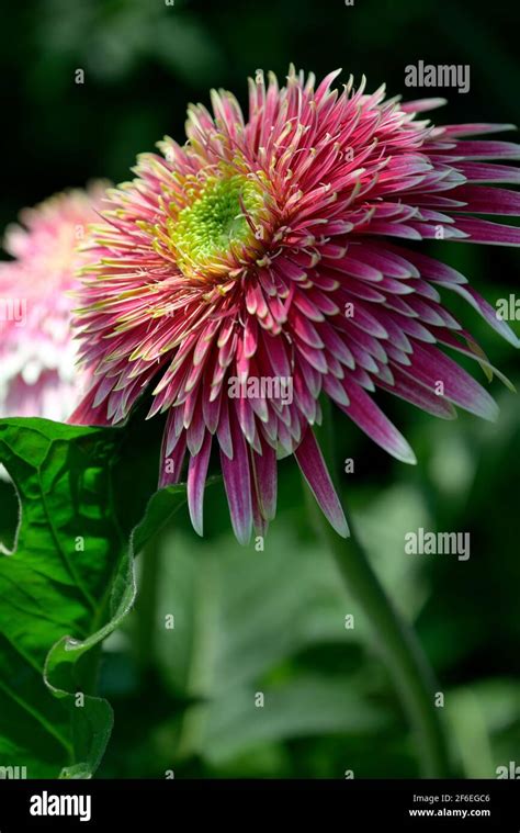 Giant Daisy Hi Res Stock Photography And Images Alamy