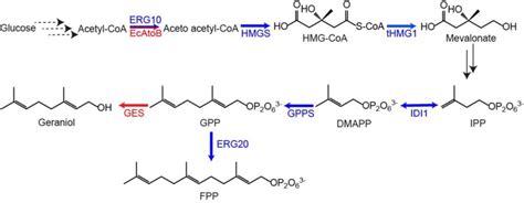 Yarrowia Lipolytica Geraniol Biosynthesis Pathway The Blue Arrows