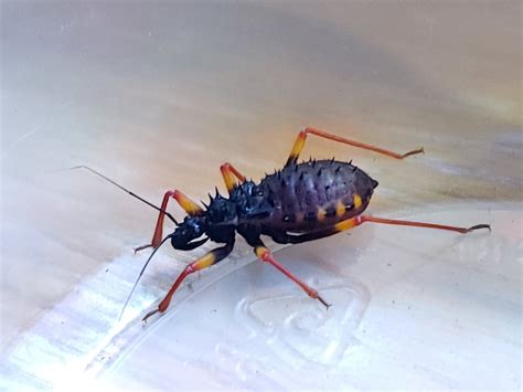 Sideblog For The Siterunner Of My Horrid King Assassin