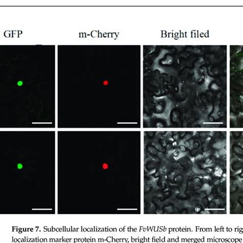 Subcellular Localization Of The Fvwusb Protein From Left To Right Gfp