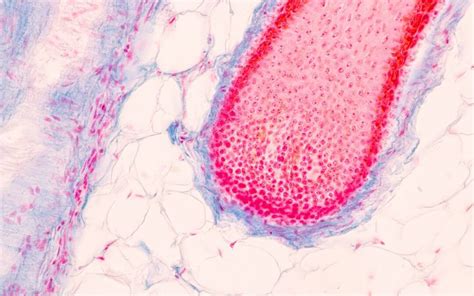 Stem Cells Could Be The Future Of Hair Regrowth Банка за матични клетки Cells4life Mk