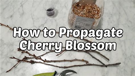 How To Propagate Cherry Blossom Tree Beginners Guide 2 Months Progress Youtube How To Propagate Cherry Blossom Tree Beginners Guide 2 Months Progress Youtube