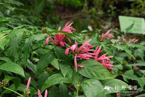 红唇花图片 红唇花 烈焰红唇图片 第2页 大山谷图库