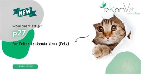 Rekom Biotech On Linkedin Recombinant Antigen P27 Felv