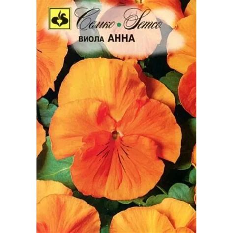 Виола фиалка Анна описание сорта характеристики особенности посадки и выращивания отзывы