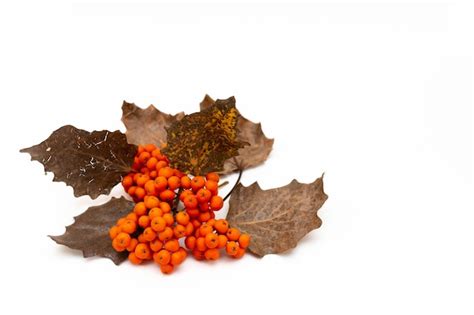 한국의 가을과 공원의 단풍 나무 가을 시즌의 내장산 국립 공원 한국 프리미엄 사진